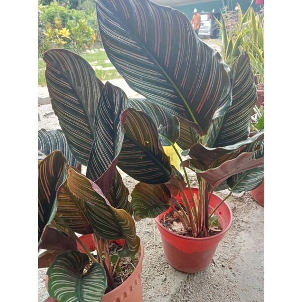 CALATHEA POKOK INDOOR | Shopee Malaysia