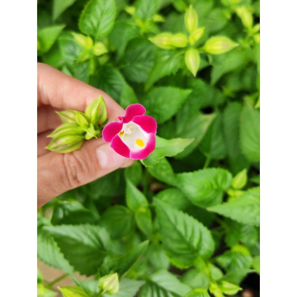 BUNGA TERONIA 鸭子花 LIVE PLANT READY STOCK | Shopee Malaysia