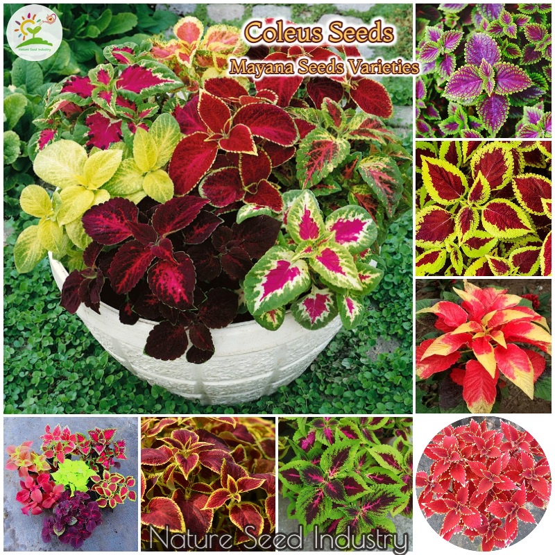 Coleus Seeds for Planting (100 seeds/pack, Mix Color, Easy To Grow ...