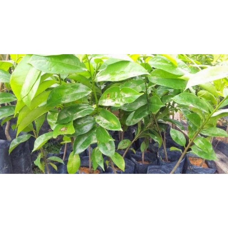 DURIAN BELANDA THAILAND | Shopee Malaysia