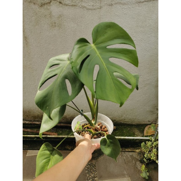 Monstera Deliciosa Real Plant | Shopee Malaysia