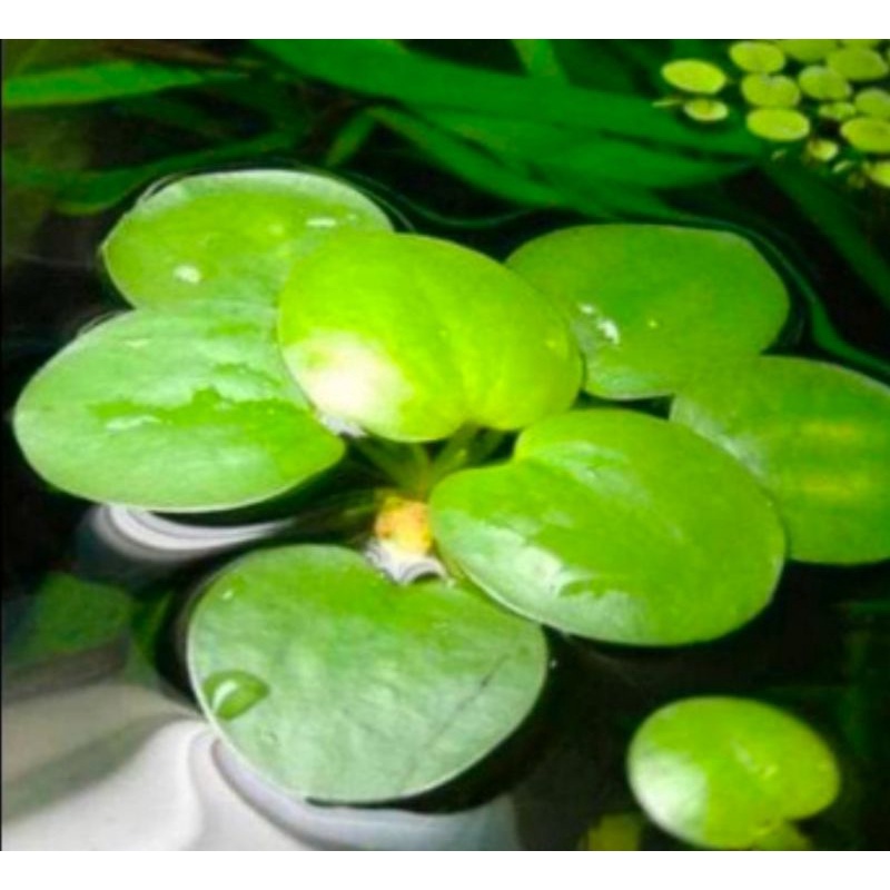 POKOK AIR WATER PLANT (FROGBIT) | Shopee Malaysia