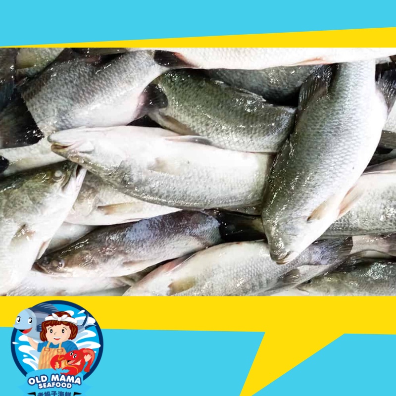 Local Barramundi Fish / 本地石甲鱼 (500-600gm/nos) Ikan Siakap Fresh Steam ...
