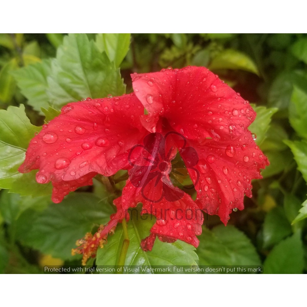 LVP - Red hibiscus Cutting / keratan bunga raya merah | Shopee Malaysia