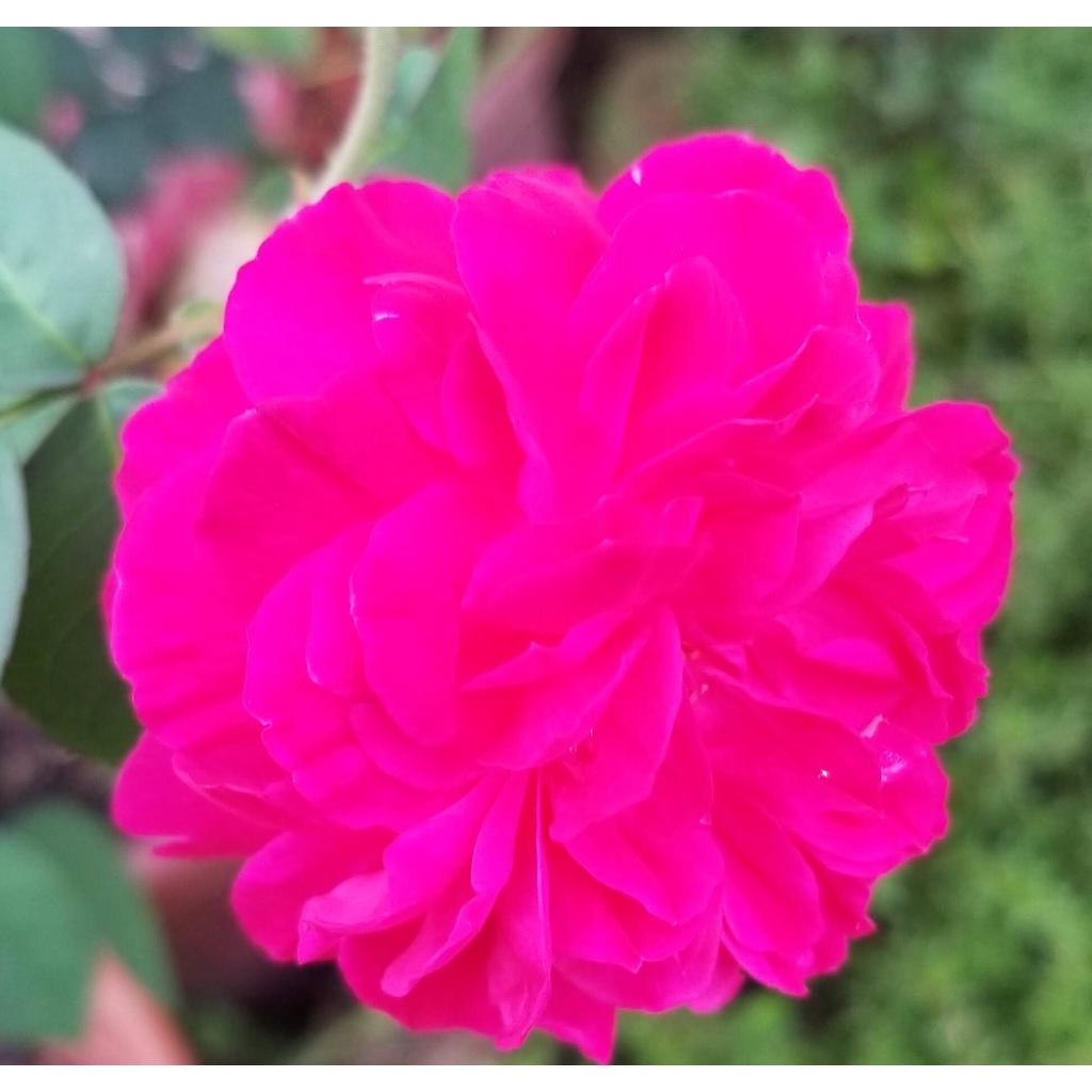 LVP - Shocking Pink Damask Rose Cutting (Sukothai) / Keratan Bunga ...