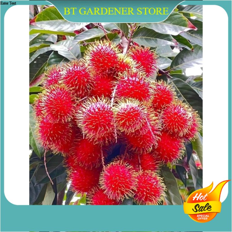 Anak Pokok Rambutan King Ready Stock Sarawak | Shopee Malaysia
