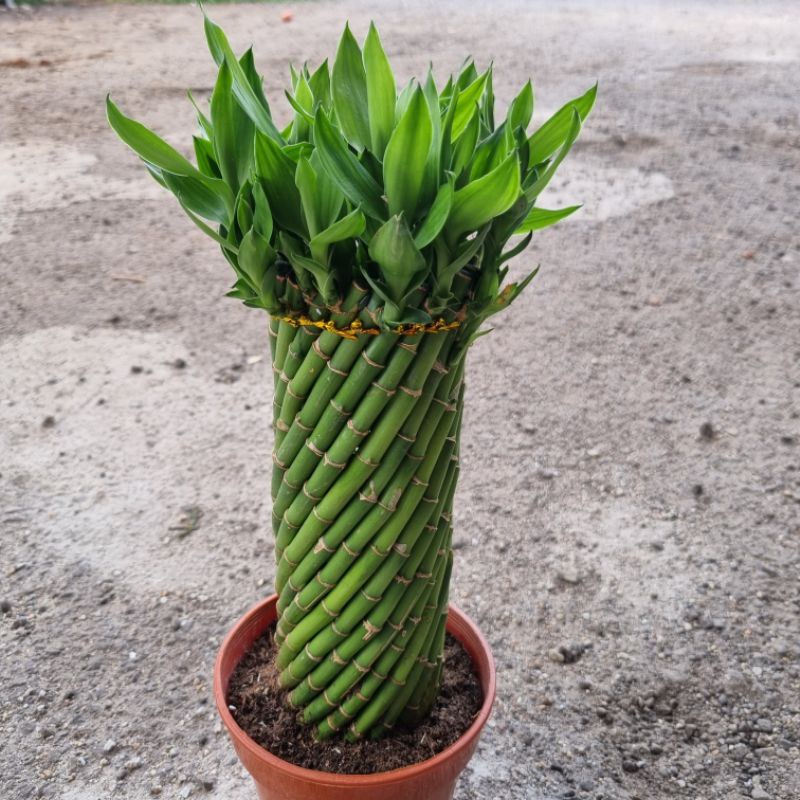 2023 CNY 30cm Lotus Bamboo /Lotus Bamboo Tower ready stock | Shopee ...