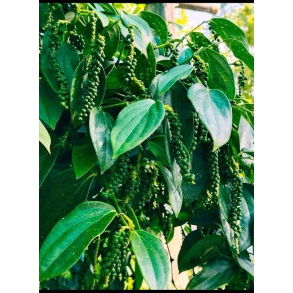 Pokok Lada Hitam(jenis menjalar) | Shopee Malaysia