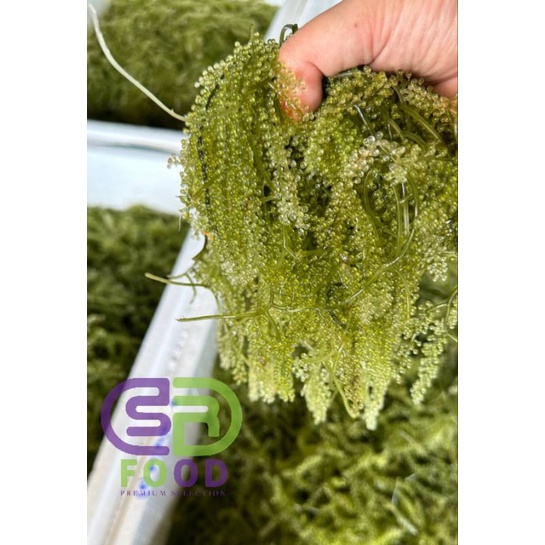 1KG LATOK KILO TERNAK MURAH DAN BERKUALITI | Shopee Malaysia