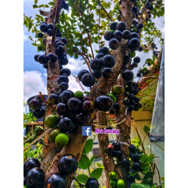 ANGGUR BRAZIL SABARA(KING SIZE) | Shopee Malaysia