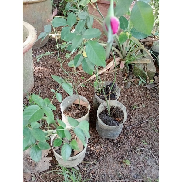 Keratan pokok bunga Ros kampong | Shopee Malaysia