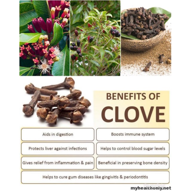 KKB Pokok Cengkih, Clove, Syzygium aromaticum | Shopee Malaysia