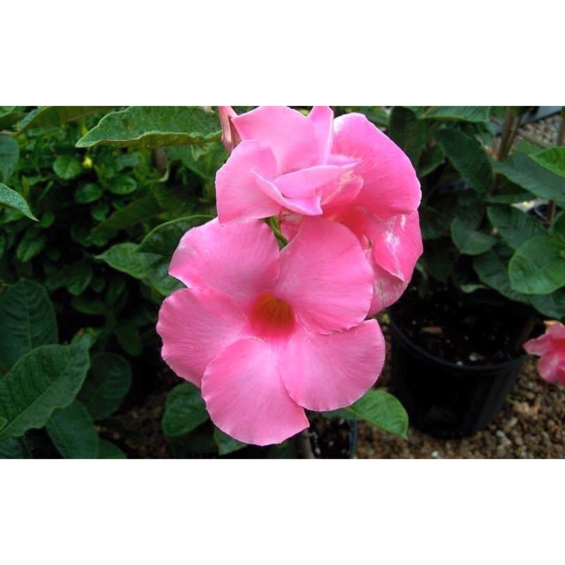 pokok bunga menjalar mandevilla pink (bunga berlapis@double dan selapis ...
