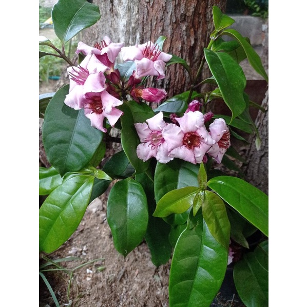 Anak Pokok Climbing Oleander I Bunga Wangi Strophanthus | Shopee Malaysia