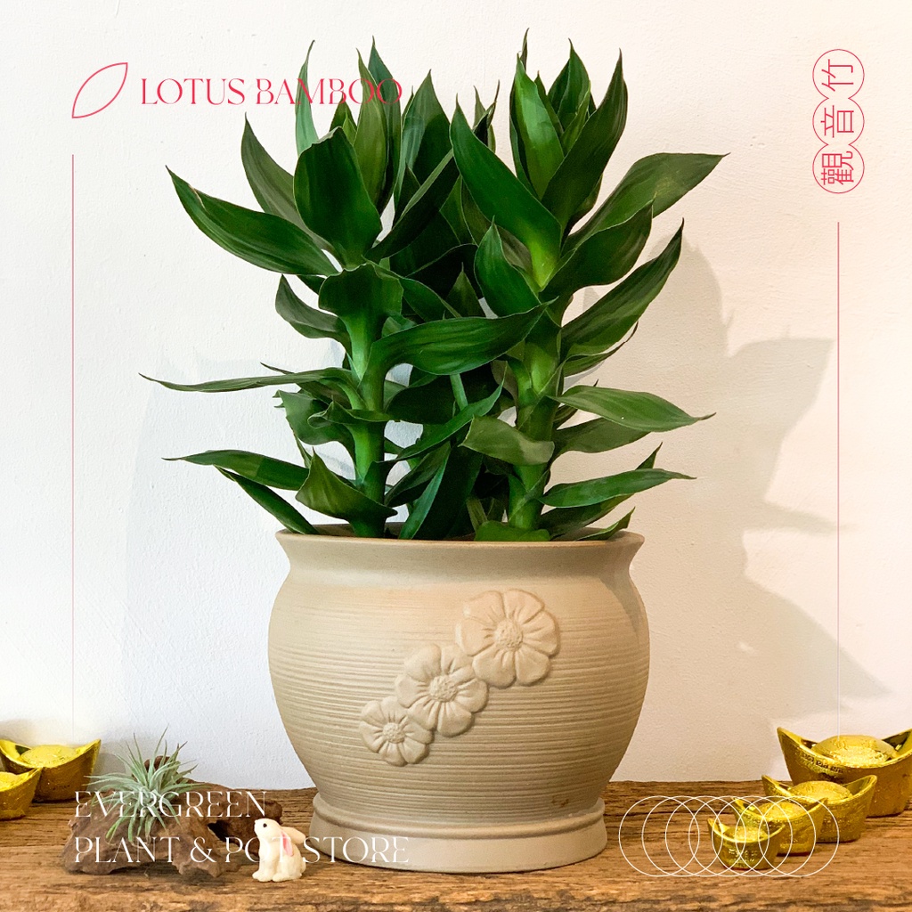 【CNY Plants】3 stick Lotus Bamboo (Draceana Compacta) 观音竹/莲花竹 ...