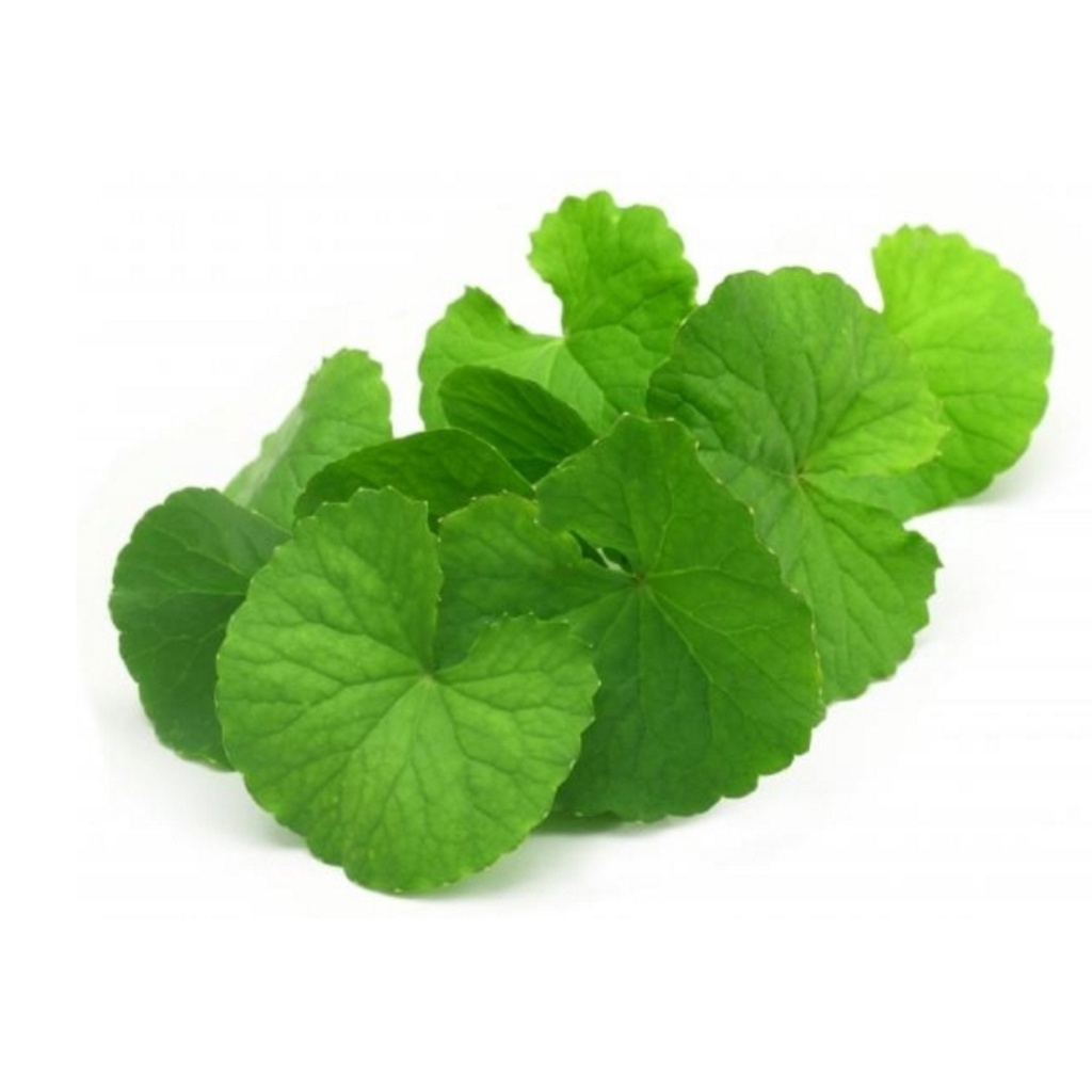 Centella Leaves / Ulam Pegaga (Seikat/ 35g) | Shopee Malaysia