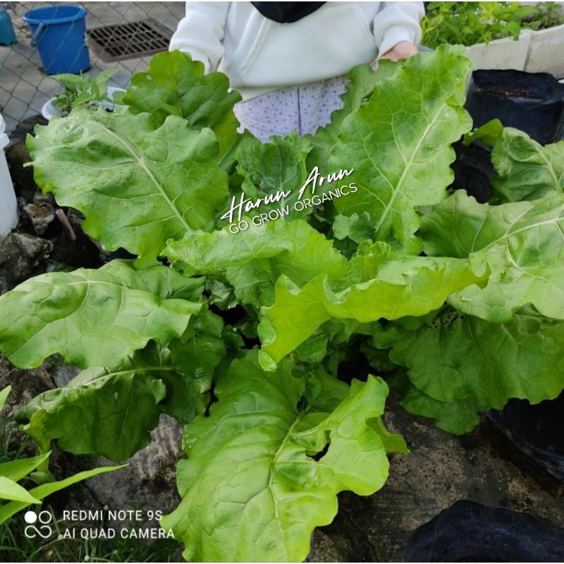 BENIH SAWI KAILAN GIANT F1 GRADE A (80 SEEDS).JAPANESE CHOY SAM KALE ...