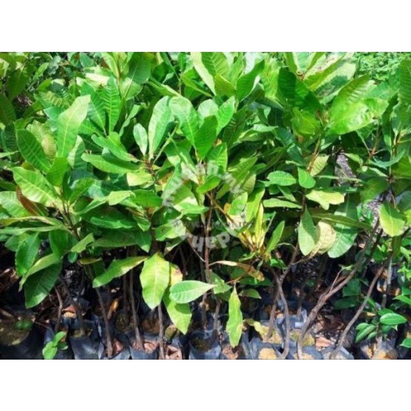 POKOK GAJUS/JANGGUSS/POKOK 2-3 KAKI | Shopee Malaysia
