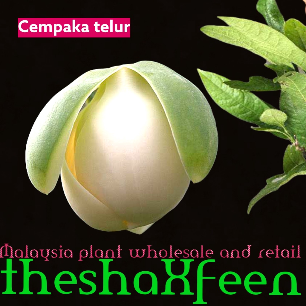Pokok cempaka telur theshaxfeen | Shopee Malaysia