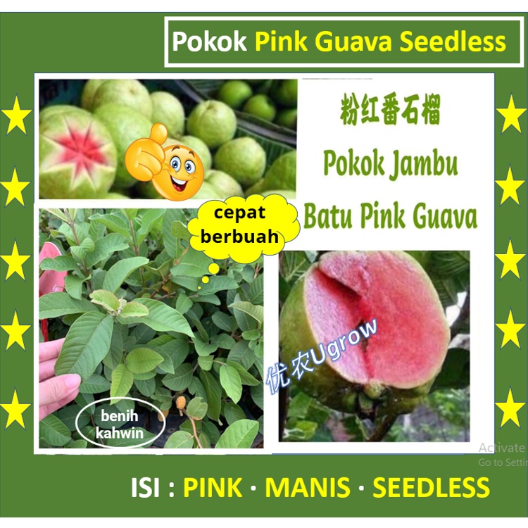 Pokok Besar（3-3.5kaki）Pink Guava Seedless 无籽粉红番石榴树苗 Pokok Jambu Batu ...