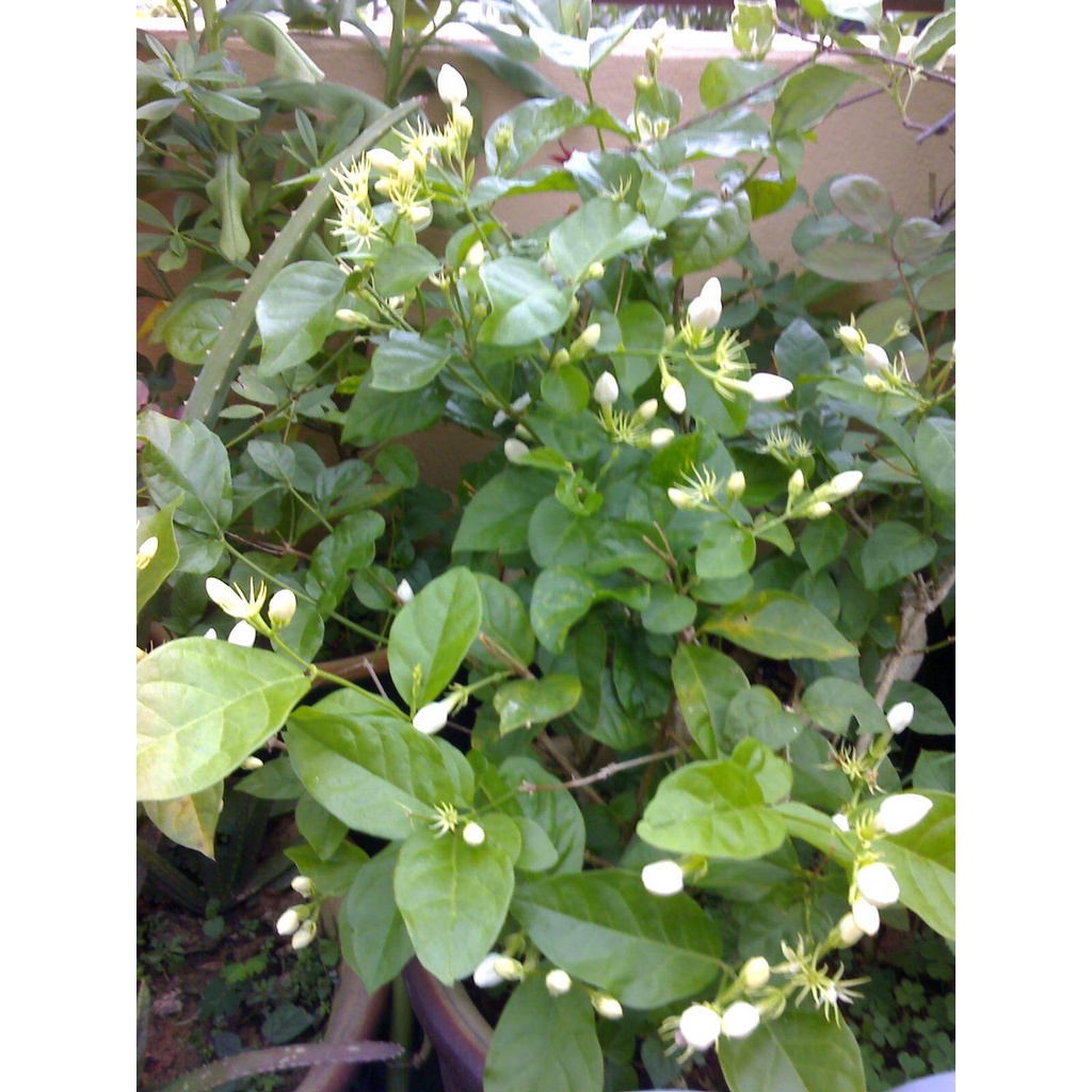 LVP - Arabian Jasmine Stem Cutting/ Keratan batang pokok bunga melur ...