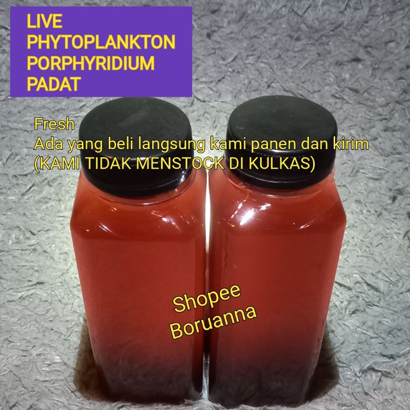 MERAH Phytoplankton Porphyridium (Red Microalgae) | Shopee Malaysia
