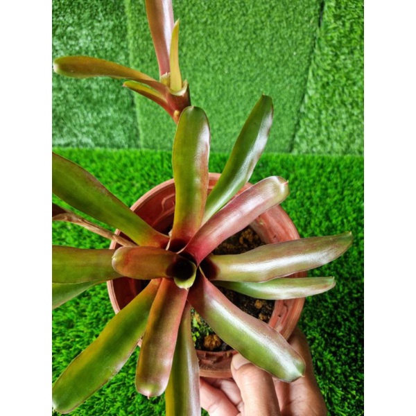 (TAMAN SARI LANDSCAPE) Fireball bromeliad plant (real plant) | Shopee ...