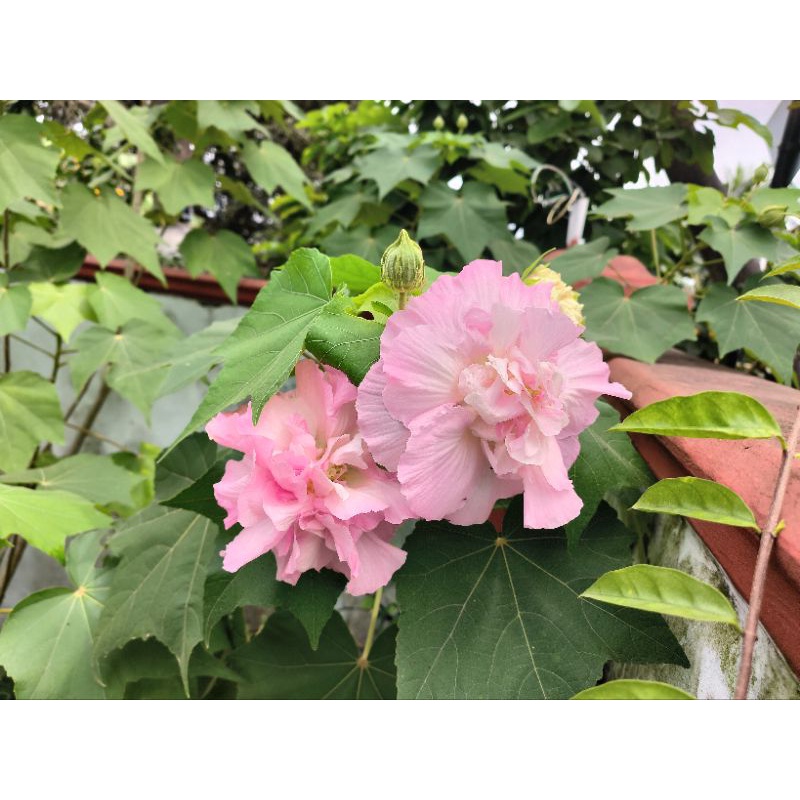 bunga raya laki pukul bini. muttabilis hibiscus. KERATAN BATANG SAHAJA ...