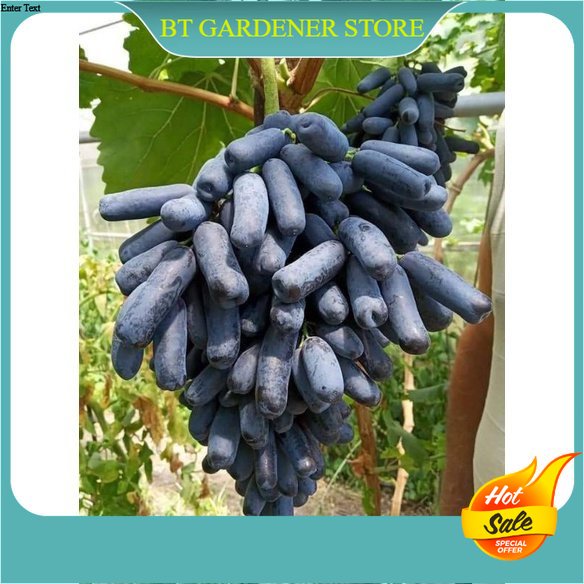 ( Sarawak Only) Pokok Grafted Anak Pokok Anggur Sweet Sapphire Pokok ...
