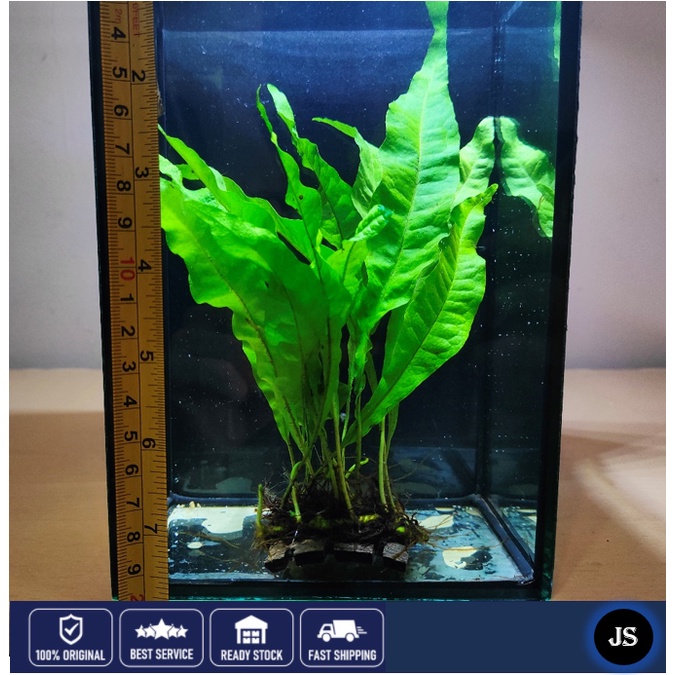 🔥Buy 3 Free 1🔥Anubias, Windelov & Java Fern Aquatic Live Plant (Anubias ...