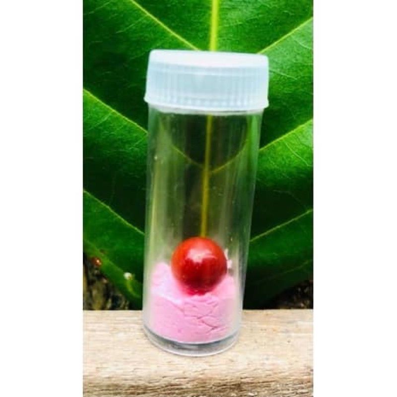 Geliga Ikan Merah Ori | Shopee Malaysia