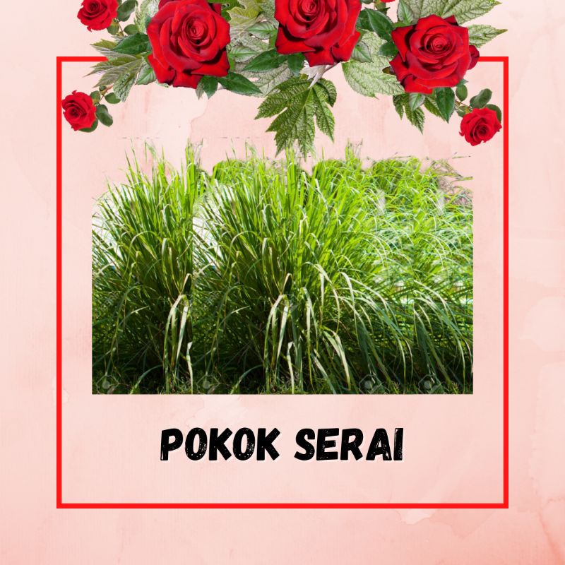 POKOK SERAI (ready stock) | Shopee Malaysia