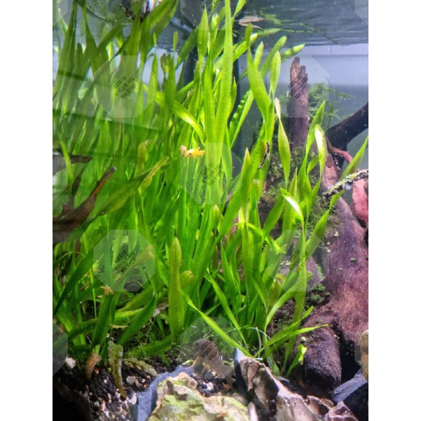 [BUY 3 FREE 1] Vallisneria (Jungle Val) - aquatic plant tumbuhan air ...