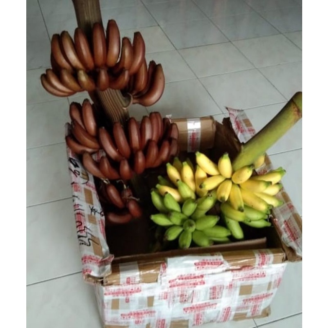 Sulur Anak Pokok Red Prawn Banana Pisang Udang Merah Seedling | Shopee ...