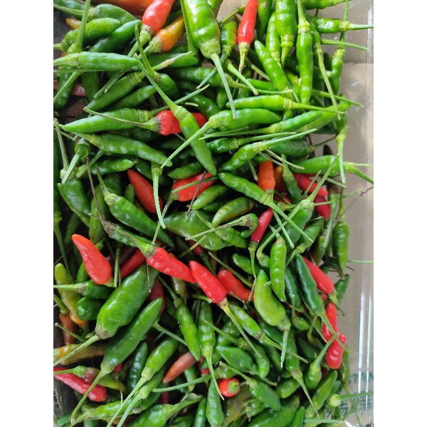 Cili padi kampung segar/cabai burung organik/cili api pedas 30g ...