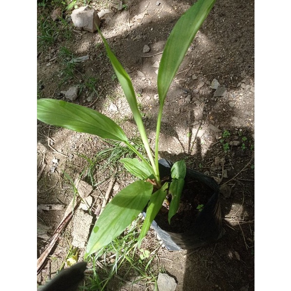 Anak Pokok Temu Pauh I Temu Mangga I Herba Masakan | Shopee Malaysia