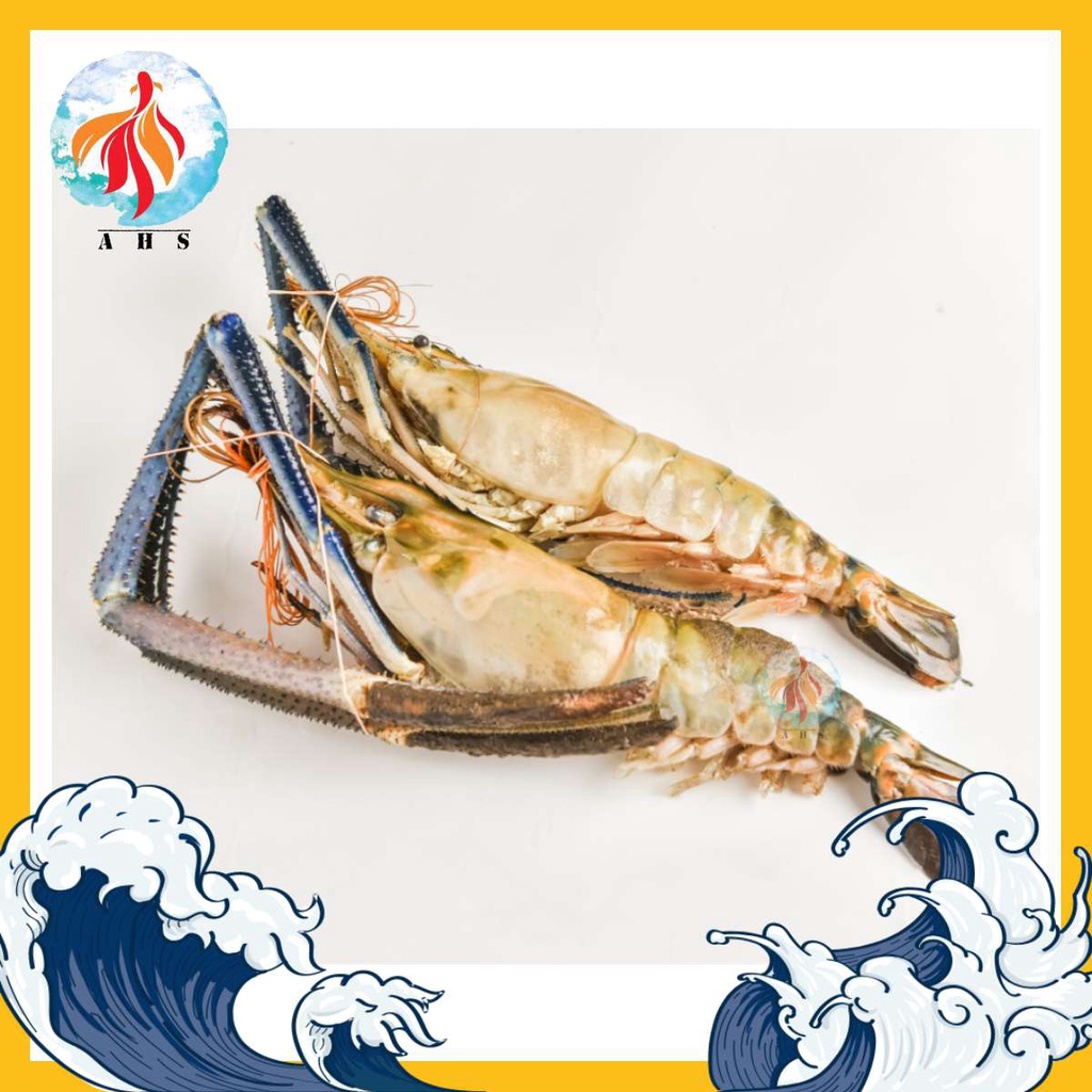 U3 Big Head Prawn / Udang galah /大头生虾 / Scampi / Big Head Prawn Allo Ha ...