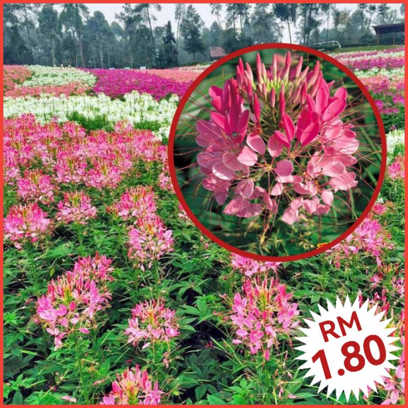 F24 Biji Benih Bunga Cleome Spinosa (150+/-) -（Warna Campur） - Cleome ...