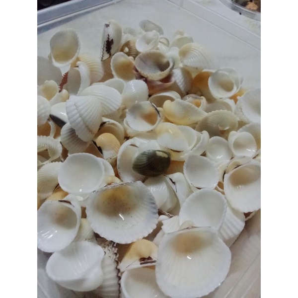 Seashell / kulit kerang hiasan akuarium, hiasan pasu | Shopee Malaysia