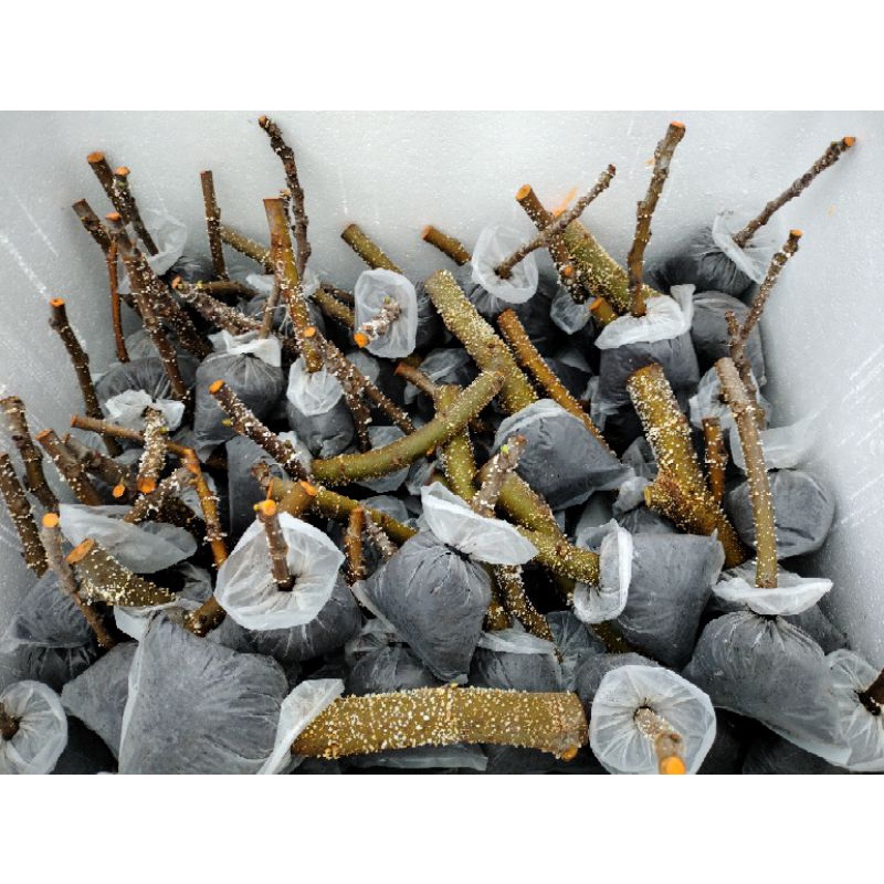 POKOK TIN JENIS IRAQI | Shopee Malaysia