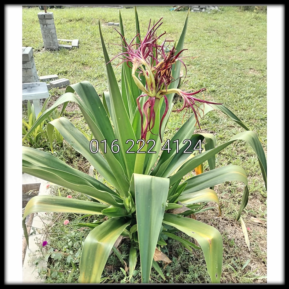 Anak benih Tembaga Suasa/ MELONG / Crinum asiaticum Red | Shopee Malaysia