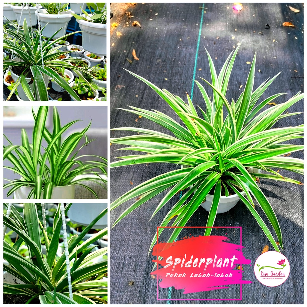 🔥Pokok labah-labah gantung/Spider plant🔥 | Shopee Malaysia