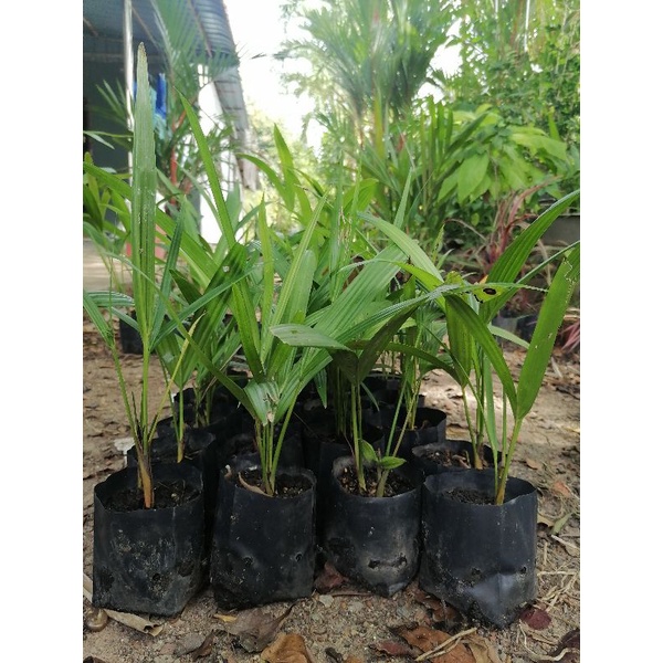 2 Palm Merah Saiz S (tinggi 10 inci) | Shopee Malaysia