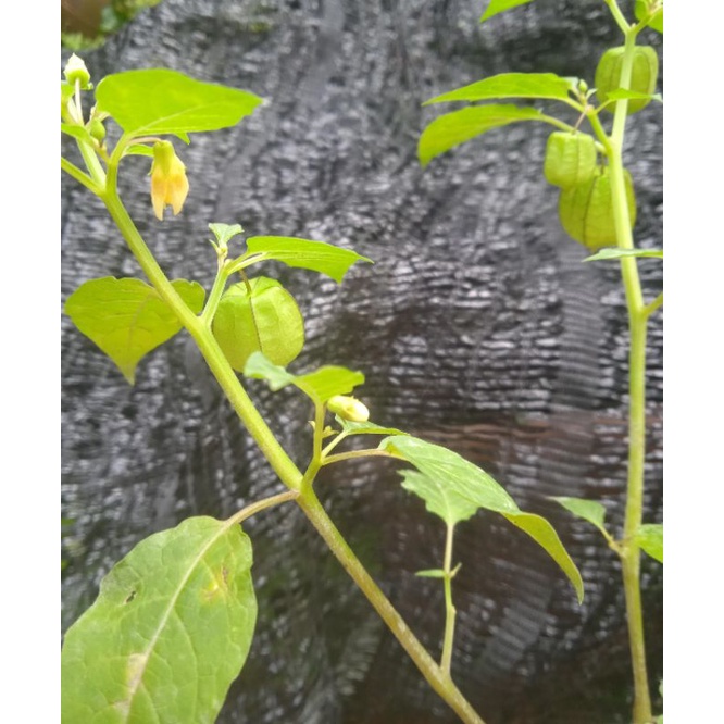 anak pokok ciplukan(anak pokok buah letup-letup)/灯笼果树苗 | Shopee Malaysia