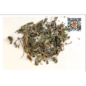 common rue dried leaves (ruta graveolens) garden Herb of grace Modern ...