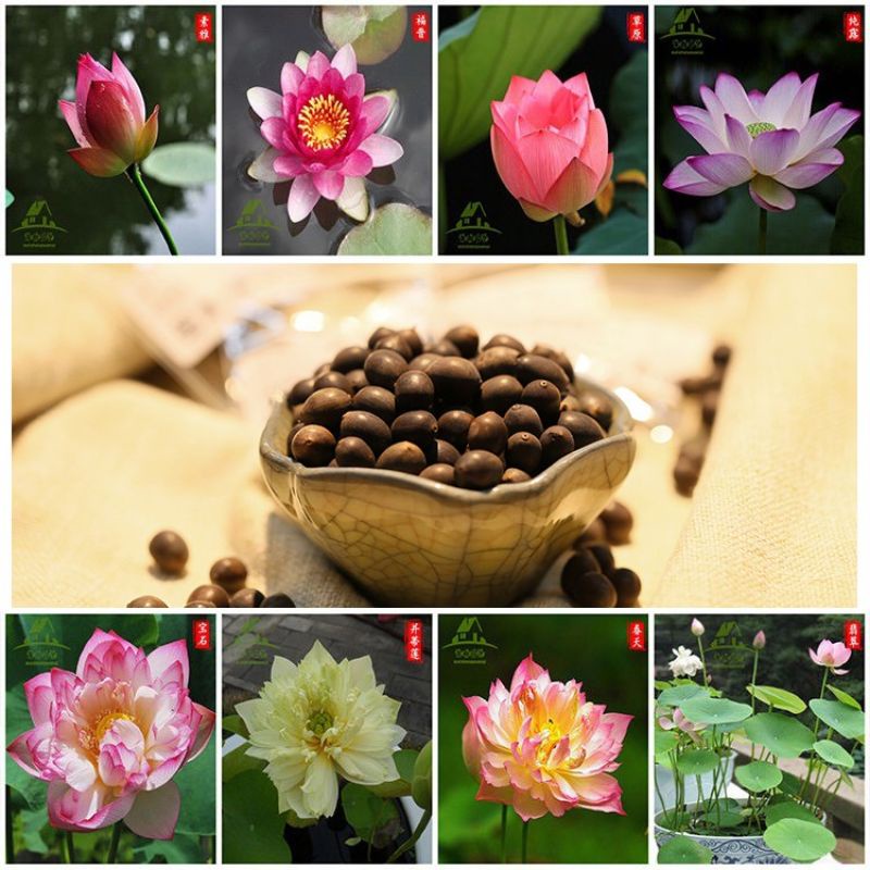 5 Biji Benih Bunga Teratai 5PCS Lotus Seeds Benih Teratai 莲花睡莲碗莲种子 ...