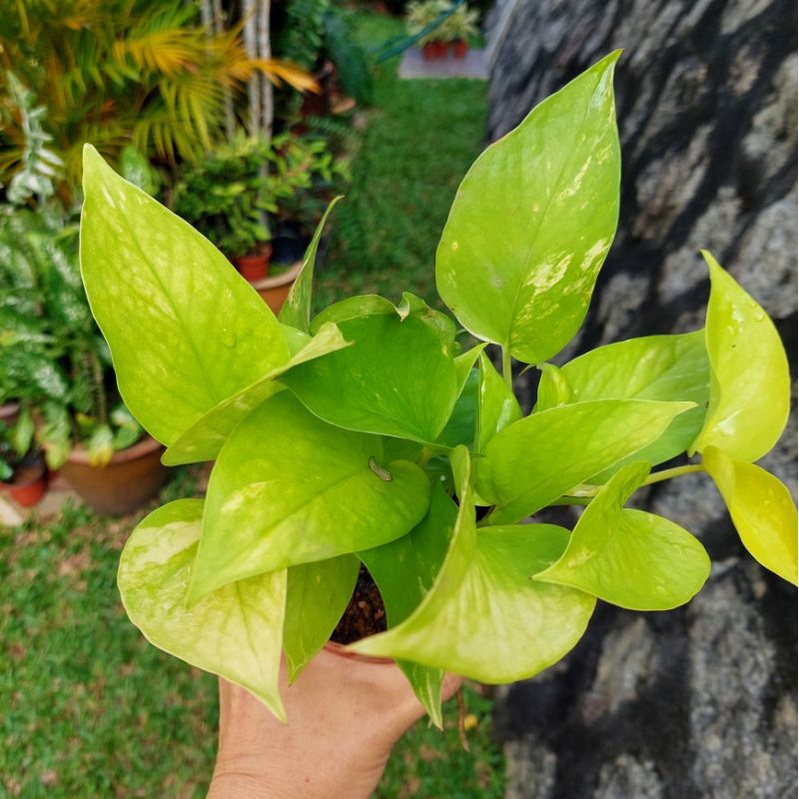 Live Plant Pothos/Money Plant in Pot /Indoor Plant/ Pokok Duit/Sirih ...