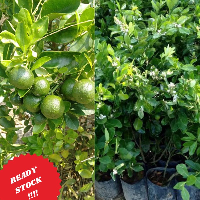 [READY STOCK] Garden Anak Pokok Limau Kasturi Limau Sambal Original ...