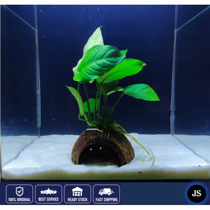 🔥Buy 3 Free 1🔥Anubias, Windelov & Java Fern Aquatic Live Plant (Anubias Nana/Pokok hiasan ...