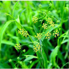 Biji Benih Bunga Daun Ubat Cina Chinese Herb Traditional Medicine ...